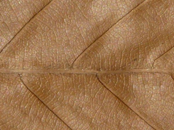 texture 0049 - Texturelib